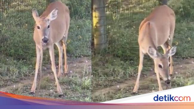 Rusa Makan Ular yang Bikin Publik Terheran-heran