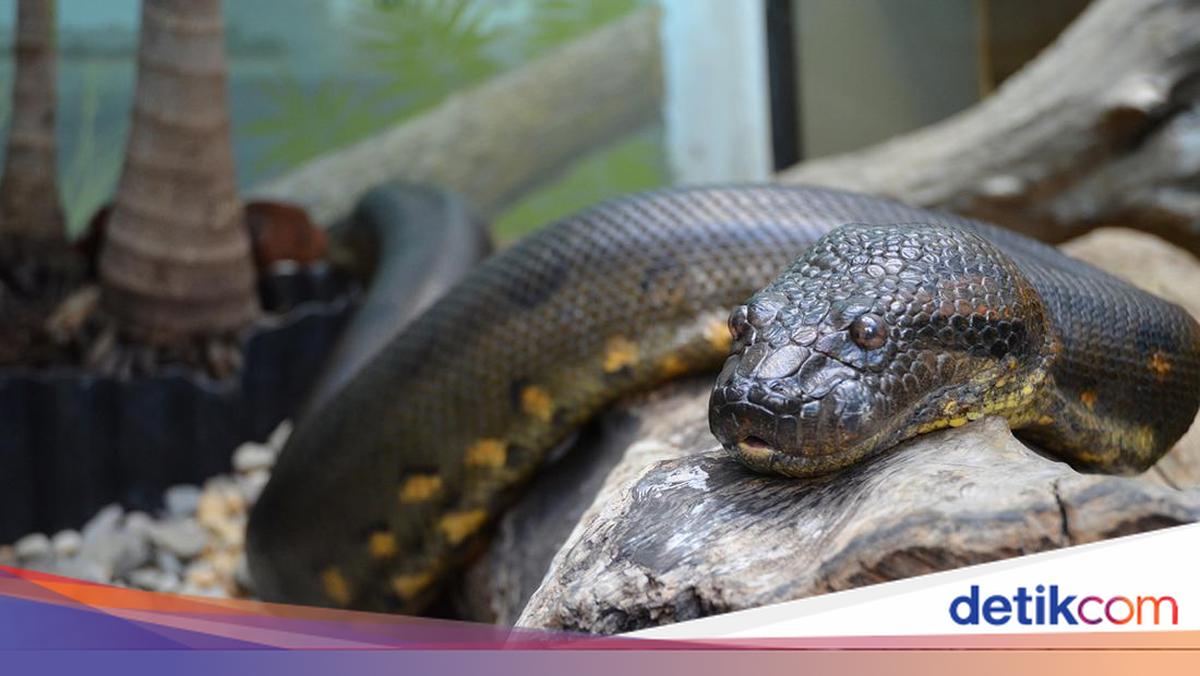 10 Spesies Ular Terbesar di Dunia, Ada yang Seukuran T-Rex!