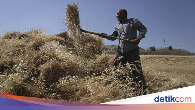 Potret Petani Palestina saat Memanen Gandum