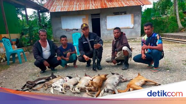 Wajah Digigit Anjing Rabies, Bocah 6 Tahun di Sikka Meninggal