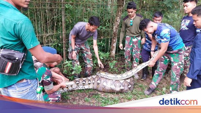 Ular Piton 5,5 Meter Mangsa Rusa di Kendari, Begini Penampakannya
