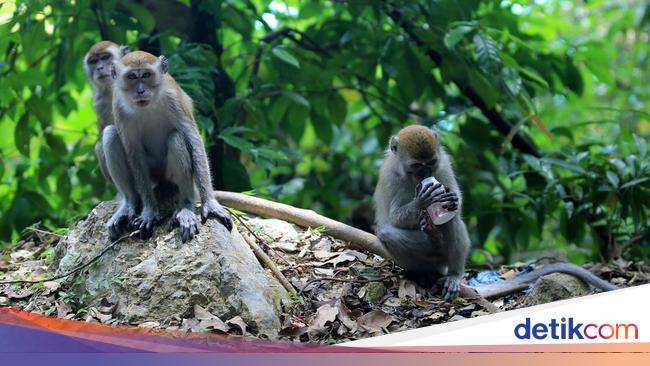Sering Diberi Makanan oleh Manusia, Monyet-monyet Ini Jadi Agresif