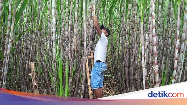 Petani Tebu Juga Bisa Sukses Kelola Lahan, Begini Caranya