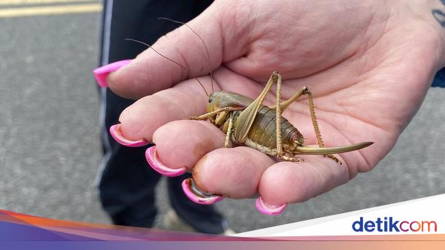 Kota Ini Diserbu Jutaan Jangkrik Kanibal, Bikin Merinding! Kota Ini Diserbu Jutaan Jangkrik Kanibal, Bikin Merinding!