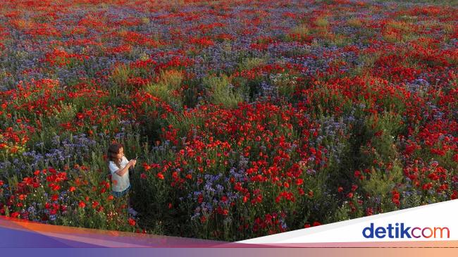Terbius Indahnya Hamparan Bunga Poppy yang Bermekaran di Jerman