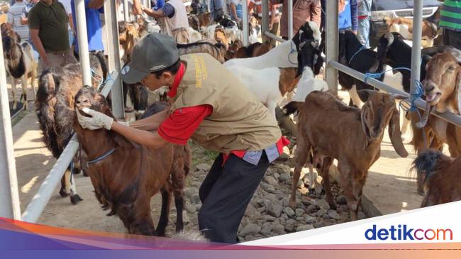 Harga Hewan Kurban di Tulungagung Naik 10 hingga 20 Persen