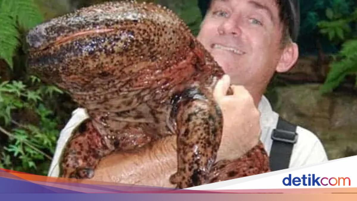 Mengenal Salamander Raksasa, Amfibi Terbesar Dunia Seangkatan Dinosaurus