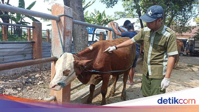 Sapi dengan Bekas LSD Ditemukan di Pasar Hewan Wlingi Blitar