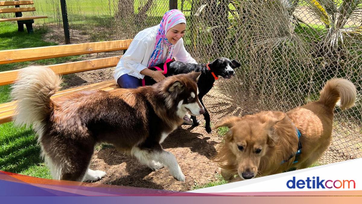 Hukum Memelihara Anjing dalam Islam