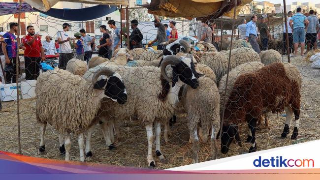 Krisis Ekonomi dan Kekeringan Bikin Harga Domba Meroket di Tunisia