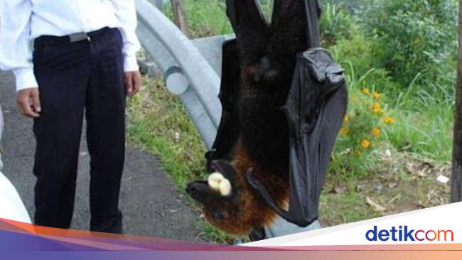 Kelelawar Raksasa dengan Sayap 1,5 Meter Terancam Punah