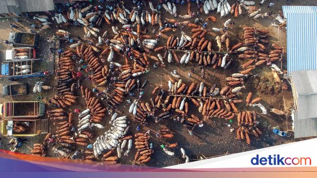 Ramainya Pasar Hewan Jonggol Jelang Idul Adha