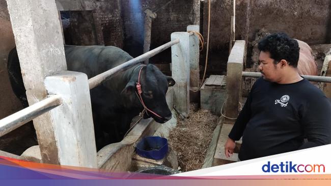 Cerita Pemilik Sapi Black Bos di Sleman Dipilih buat Kurban Jokowi