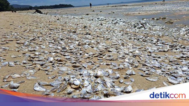 Ribuan Ikan Mati Berserakan di Pantai Thailand