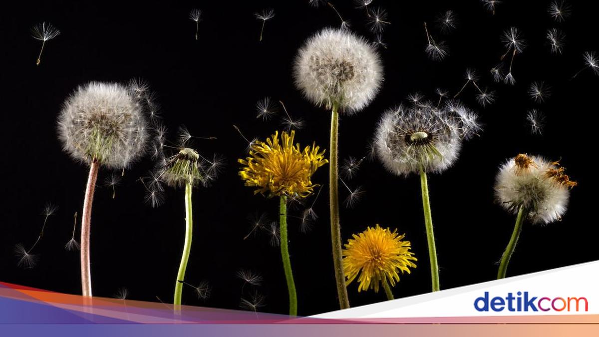 6 Makna Unik dari Bunga Dandelion, Ketahanan hingga Kehangatan