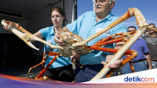 Kenalan dengan Kepiting Laba-laba Jepang, Krustasea Terbesar di Bumi