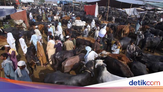 Potret Pasar Hewan di Pakistan yang Selalu Padat Jelang Idul Adha