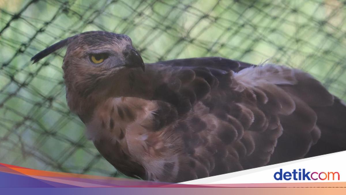 Mengunjungi Tempat Elang-elang Cacat Karena Manusia di Bandung