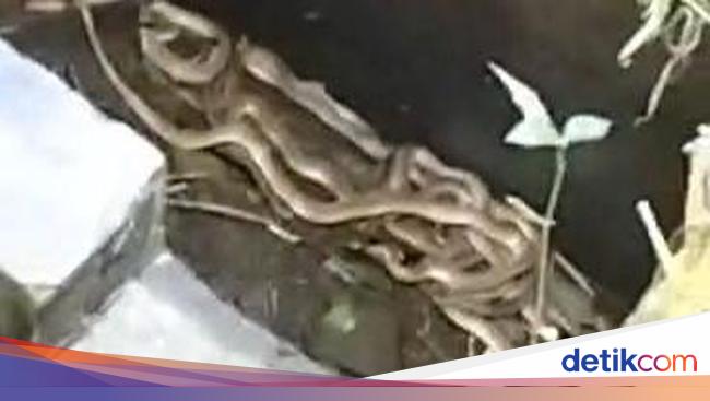 Jegagik! Bersih-bersih Masjid Jelang Kurban, Warga Bantul Nemu 9 Ular ...