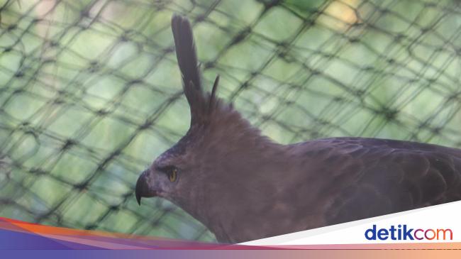 Elang Jawa Si Burung 'Garuda' yang Kian Langka di Alam Liar