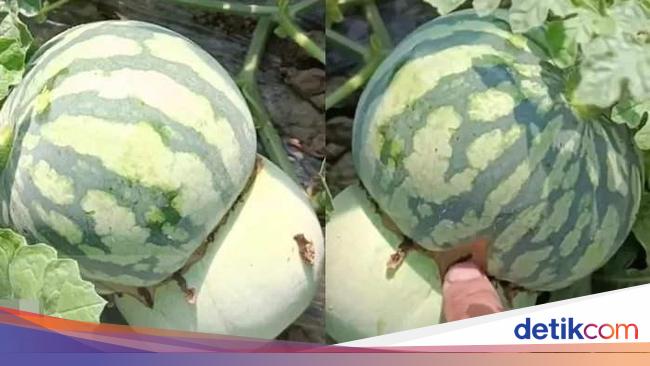 Unik! Buah Hybrid Perpaduan Melon dan Semangka