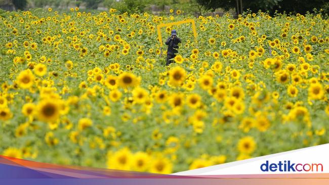 Indahnya Hamparan Bunga Matahari yang Bermekaran di Paju Korsel