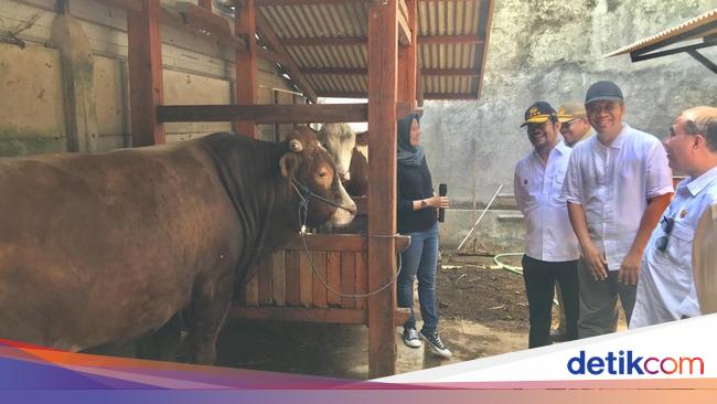 Kementan Siapkan 3,2 Juta Ton Sapi Kurban Idul Adha 2023