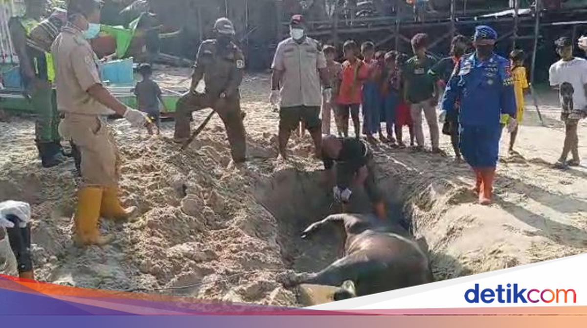 3 Bangkai Sapi Mati Ditemukan Mengambang di Pantai Klandasan Ulu Balikpapan