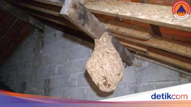 Ada Sarang Tawon di Rumah? Ini Artinya Menurut Feng Shui