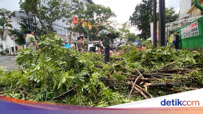 Pohon 'Raksasa' di Bandung Tumbang Diterjang Hujan Disertai Angin Kencang