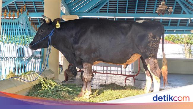 Tata Cara Menyembelih Hewan Kurban Sesuai Syariat Islam
