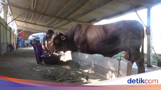Penampakan Sapi Kurban Jokowi Seberat 1,1 Ton dari Lumajang