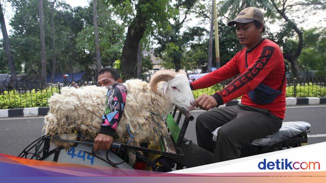 Alhamdulillah, Ojek Kurban Kebanjiran Rezeki Jelang Idul Adha Alhamdulillah, Ojek Kurban Kebanjiran Rezeki Jelang Idul Adha
