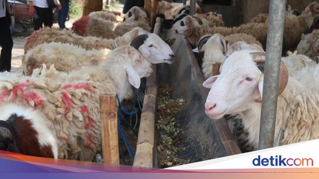 Kurban Kambing untuk Berapa Orang? Berikut Ketentuan dan Syarat Umurnya