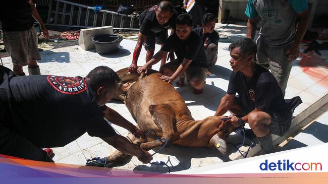 7 Hikmah Qurban, Lebih dari Sekadar Ibadah Penyembilan di Hari Raya ...