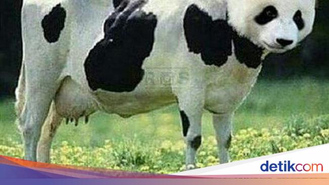 Meme Idul Adha yang Bikin Jadi Baper