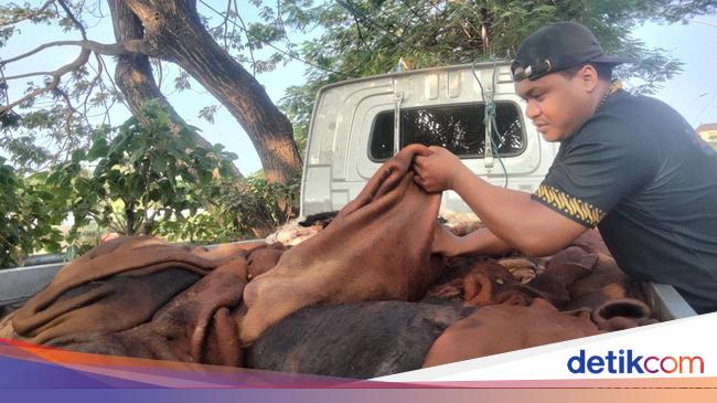 Pengepul Kulit Hewan Kecipratan Rezeki di Hari Raya Idul Adha