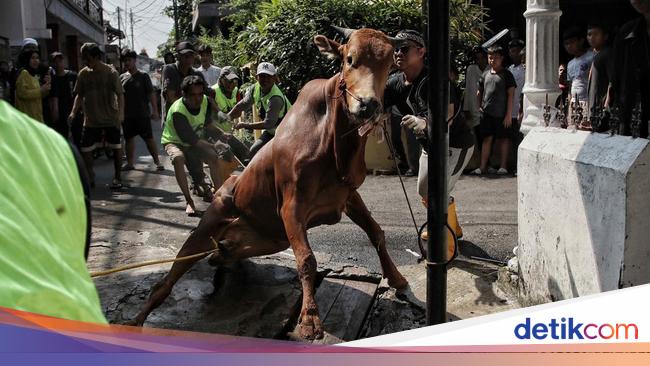 Makna dan Hikmah Kurban Idul Adha Sesuai Al-Qur'an dan Hadist