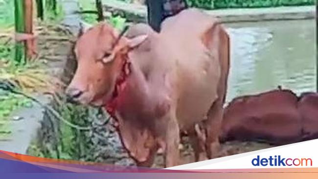 Serba-serbi Sembelih Sapi di Tasik, Ngamuk hingga Berdiri Lagi Usai ...