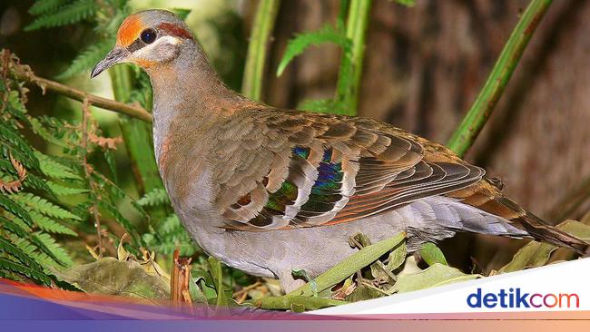 14 Hewan Beracun Paling Unik, Termasuk Merpati Cantik dari Australia