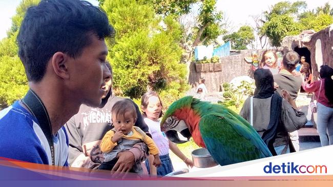 Bercengkerama dengan Hewan di Mini Zoo Kuningan