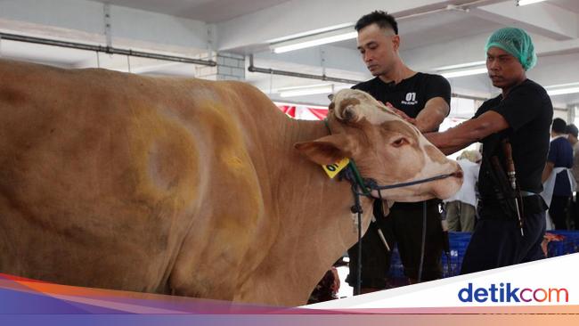 Masjid Istiqlal Sembelih 43 Ekor Sapi dan 8 Ekor Kambing