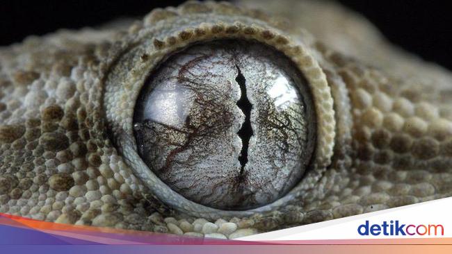 Mengagumkan! Begini Wujud Mata Hewan Dilihat dari Dekat