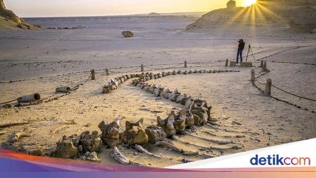 Lembah di Mesir Ini Ungkap Paus Pernah Punya Kaki