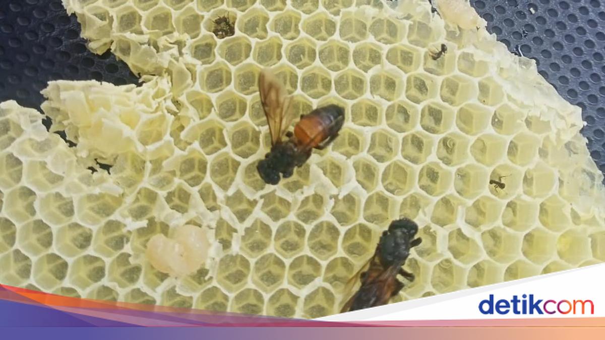 Ketika Allah Memberikan Wahyu pada Lebah