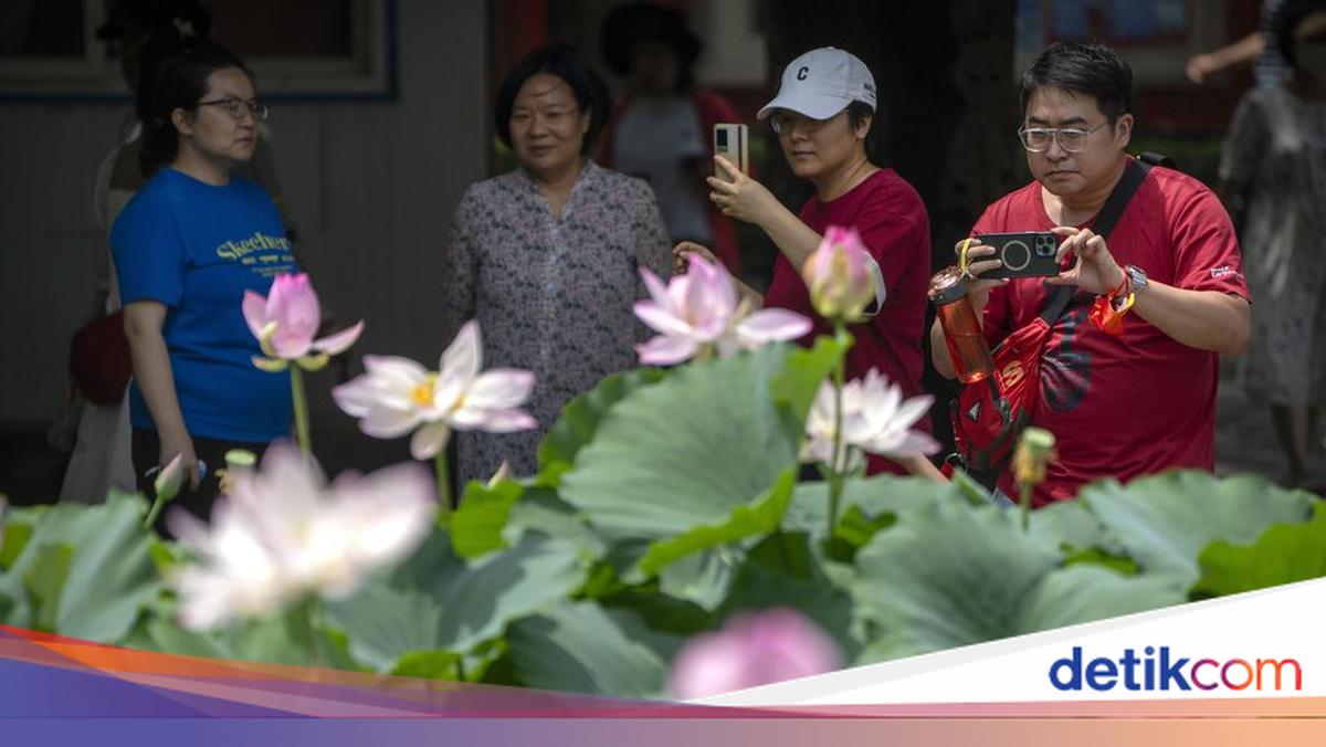 Bunga Teratai Bermekaran di China jadi Buruan Wisatawan