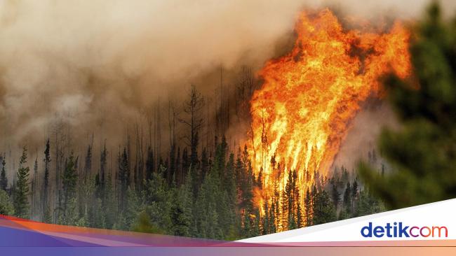 Kobaran Api yang Membakar Hutan di British Columbia Kanada