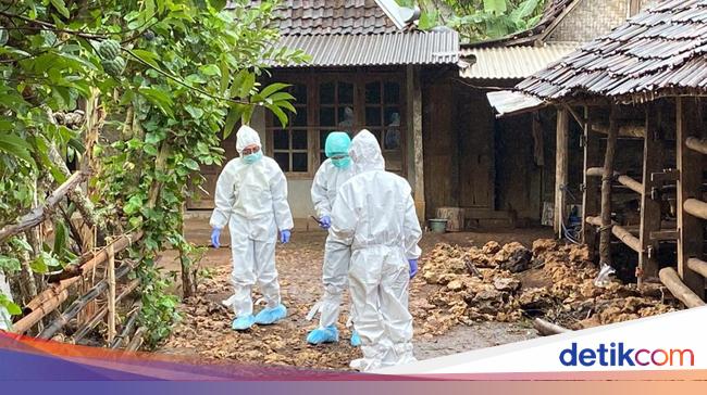 Kasus Wabah Antraks di Gunungkidul: Awal Mula hingga Penyebab