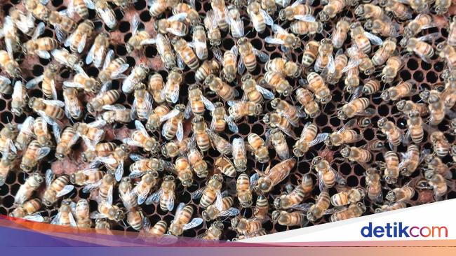 Bagaimana Cara Lebah Memilih Ratunya? Begini 'Pemilu' Ala Koloni Lebah