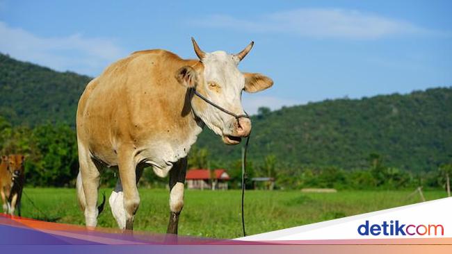 Cara Membersihkan Kepala Sapi untuk Dimasak, Begini Lho Bun...